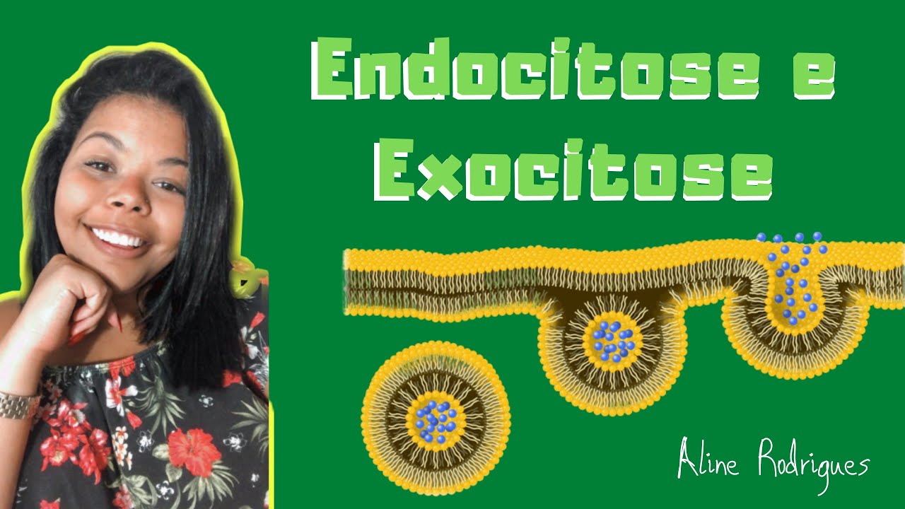 Animacao De Endocitose