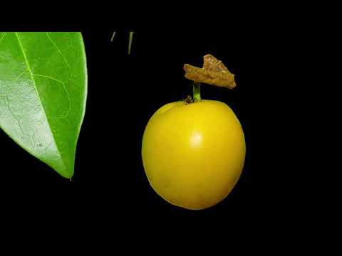 Conozcamos un poco sobre los usos, Ximenia americana \