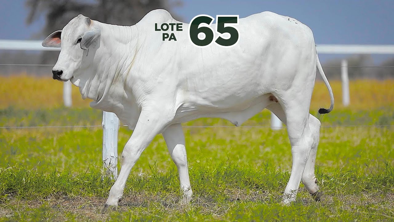 LOTE PA 65 - YouTube