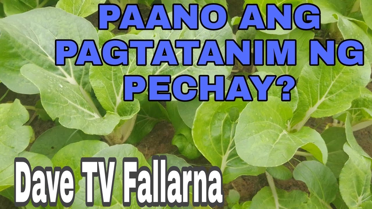 PAANO ANG PAGTATANIM NG PECHAY? SABOG TANIM - YouTube