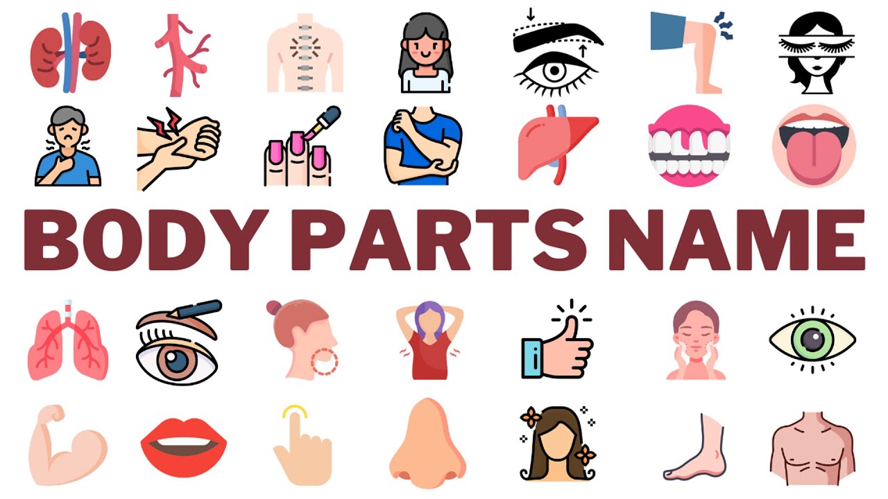 Body Parts Name, Body Parts Vocabulary #bodyparts - YouTube