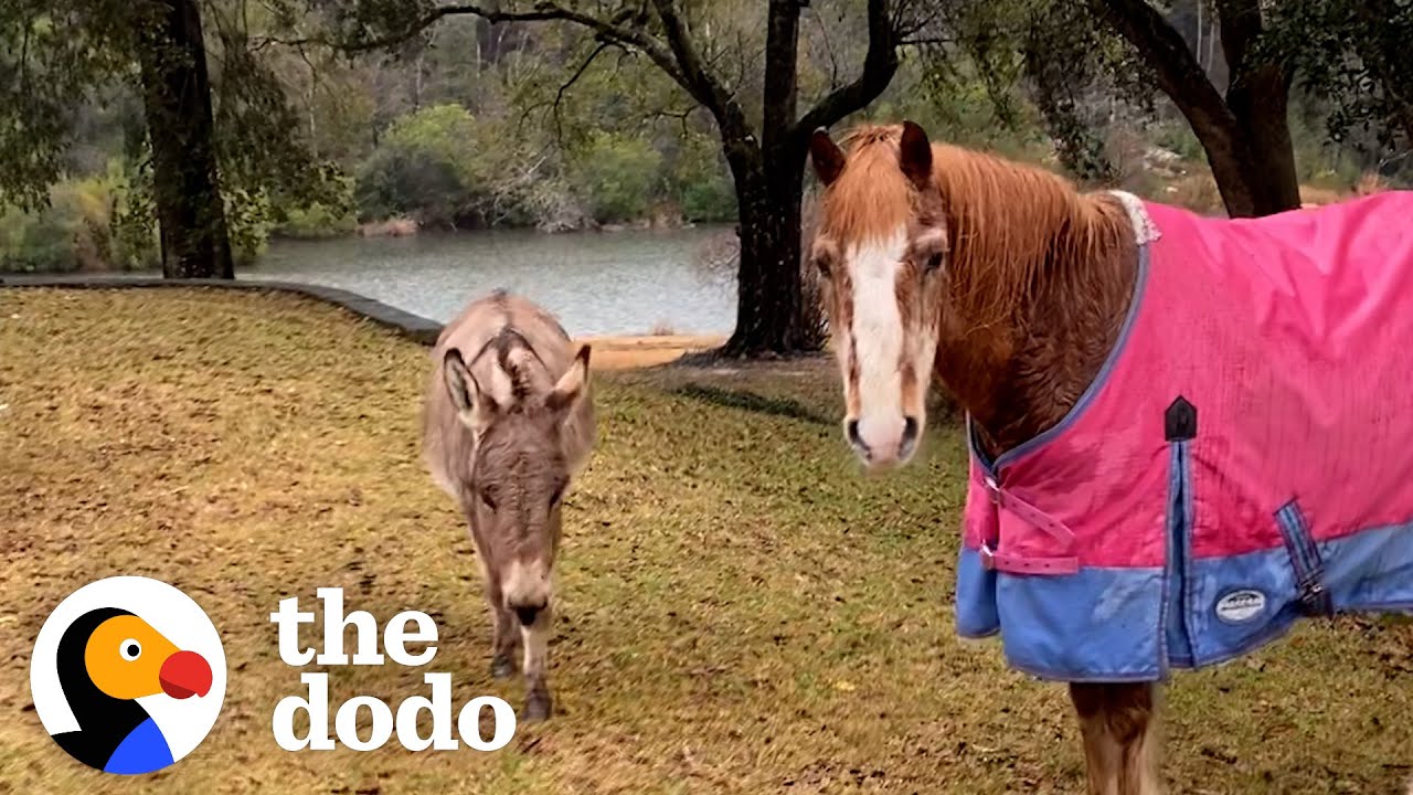 33-Year-Old Blind Pony Gets A Seeing-Eye Donkey | The Dodo - YouTube