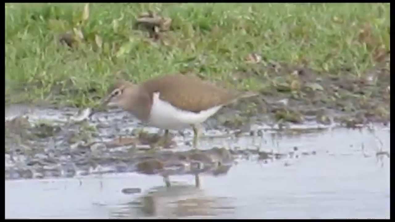 Common Sandpiper - RSPB Saltholme - 16/08/2014 - YouTube