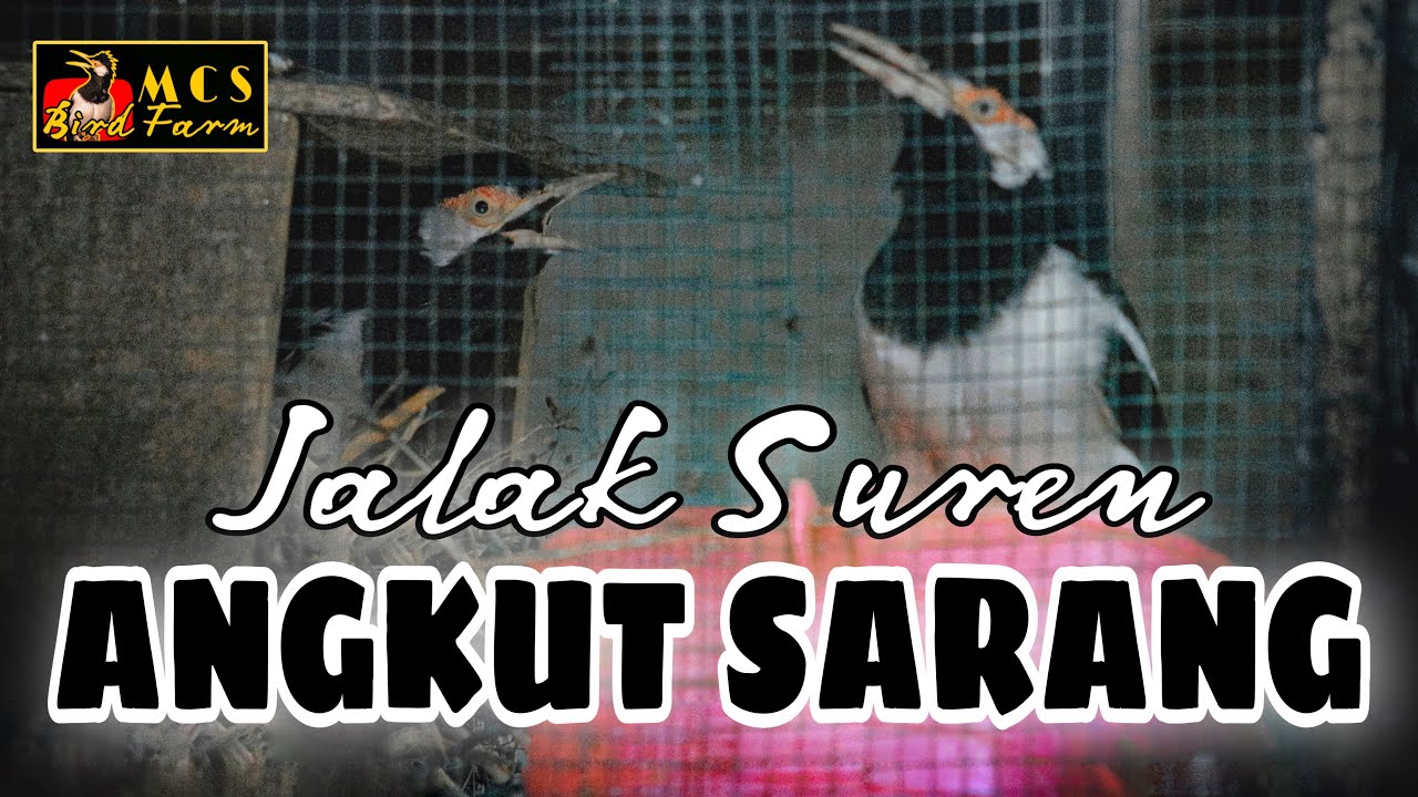 JALAK SUREN MEMBUAT SARANG | JALAK SUREN MEMBANGUN SARANG - YouTube