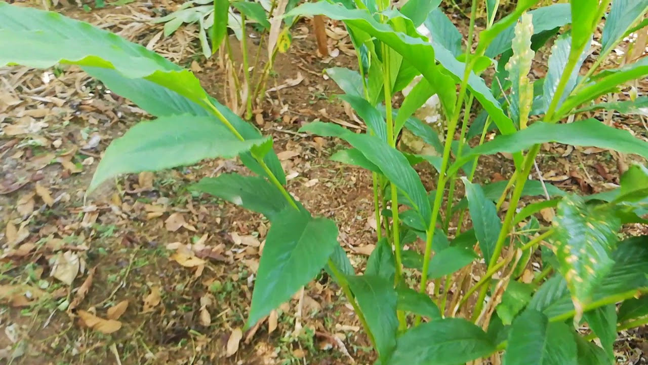 Plantas de Cardamomo en Santa Cruz Barillas. - YouTube