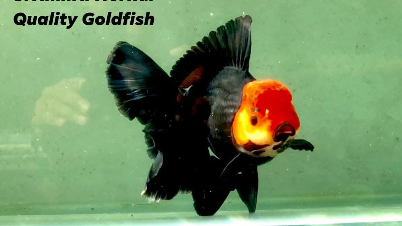 The best quality and beautiful colorful goldfish from Tony Quality ...