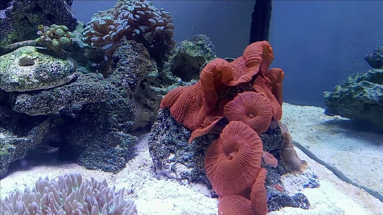 Red Mushroom Coral