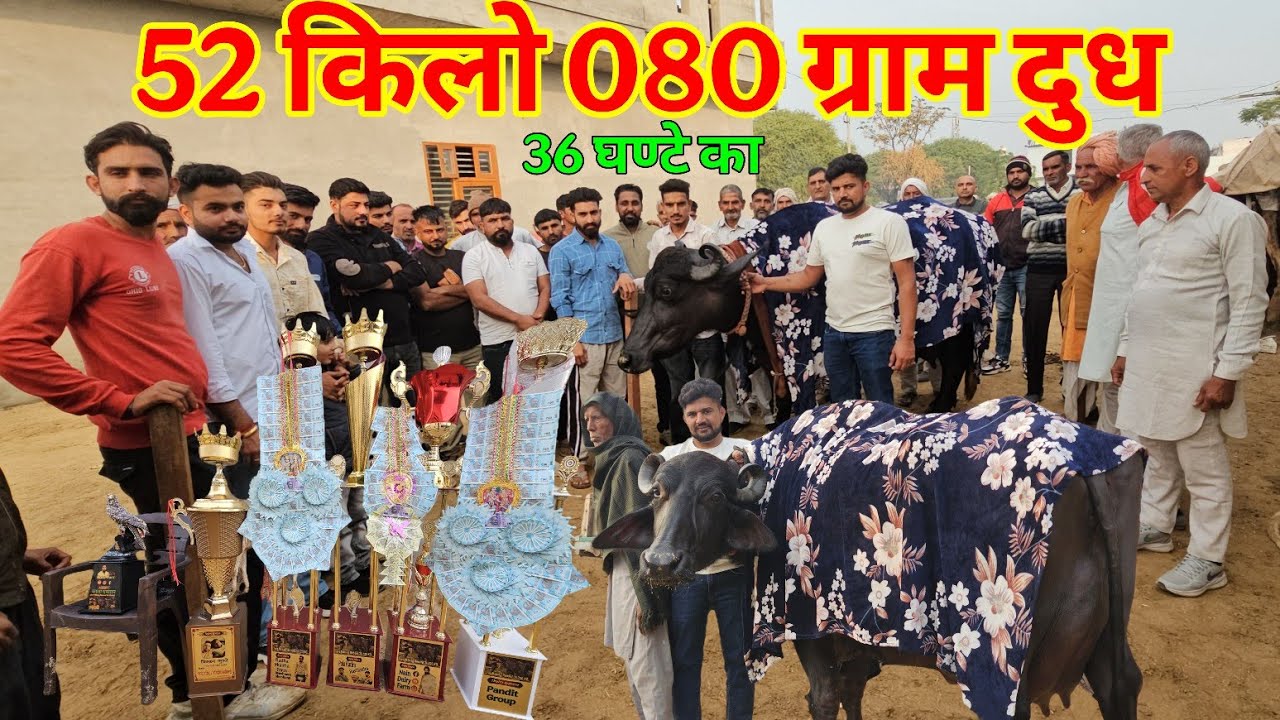 🇮🇳 भारत की बनी Top Champion Murrha Buffalo 🎈जंगली 🎈भैंस Live Milk ...