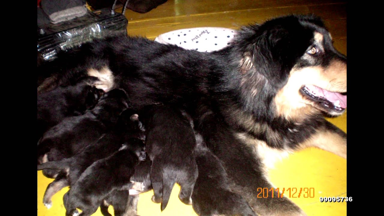 Монгол банхар, Mongolian dogs kennel - YouTube