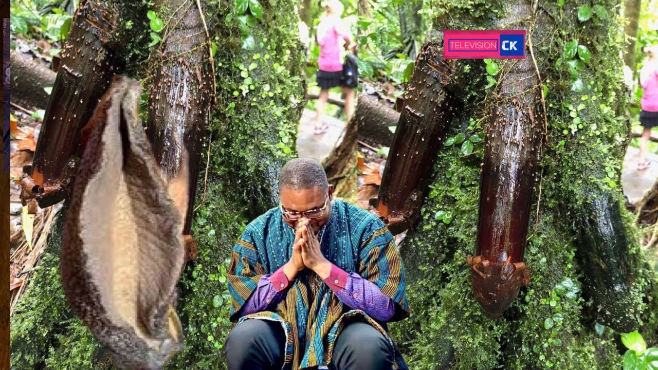 This Tree Grows Penis Within 3Wks, Eating Snail MaKes V@gin@ Tight ...