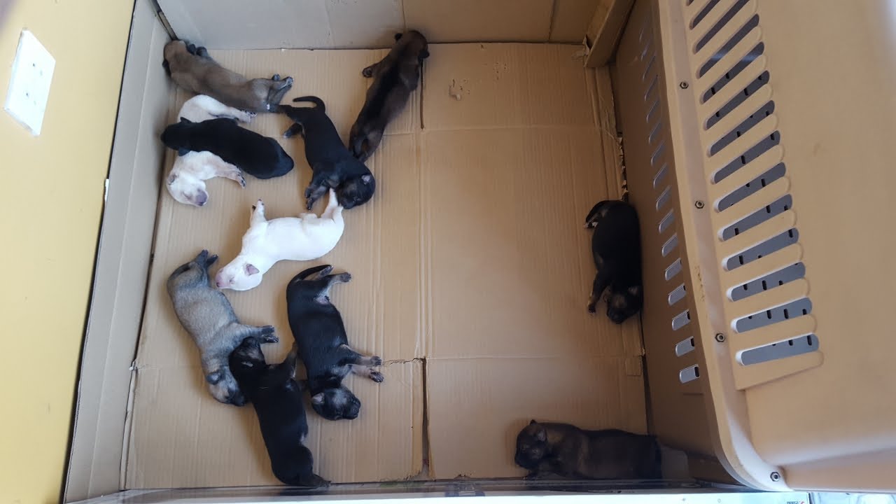 german shepherd birth 11puppies : german shepherd :저먼 셰퍼드 새끼 11마리 :저먼 ...