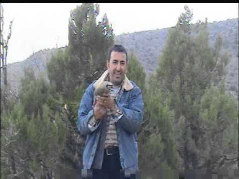 tuzakla keklik avı (seyd ahmettin) av keklikleri part-9