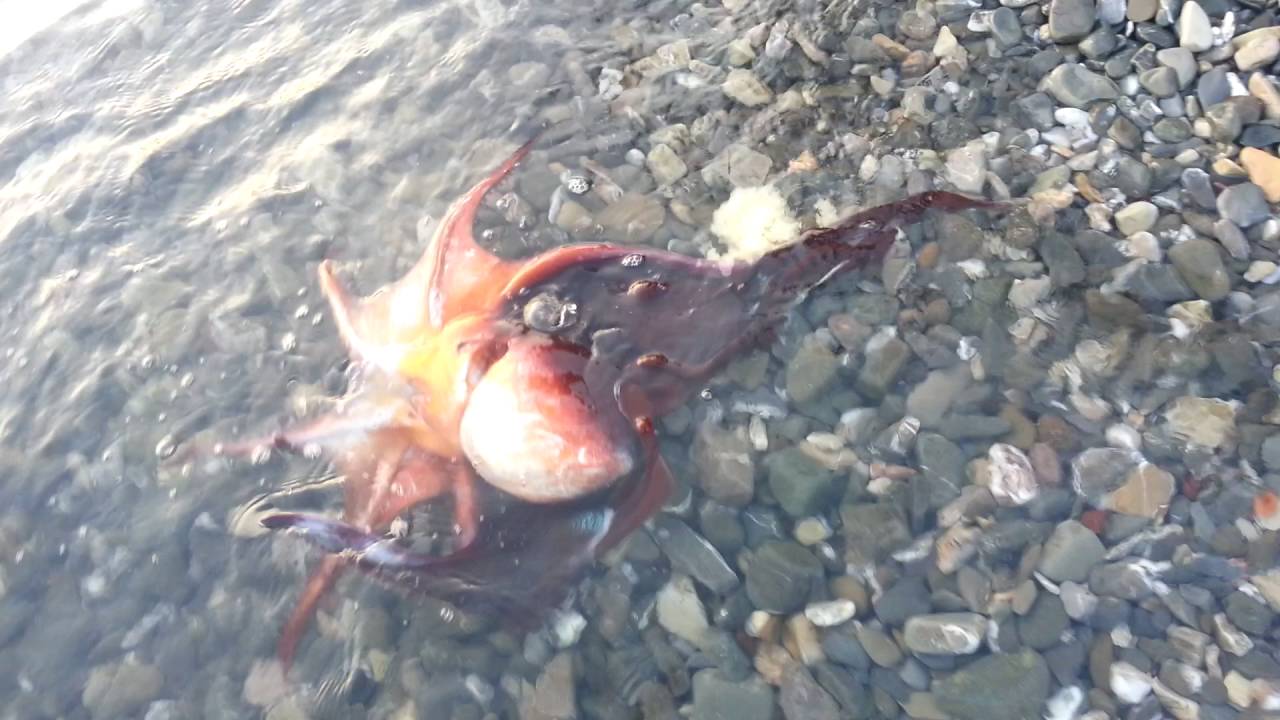 Χταπόδι στην ακτή γέννηση αυγών Γλυφάδα Φωκίδας - YouTube