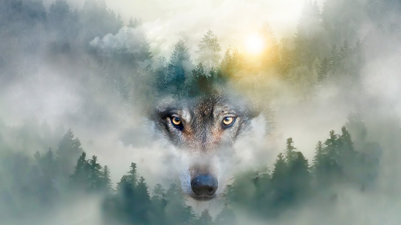 Histoires de Loups : partez à la rencontre du loup et de ses mystères ...