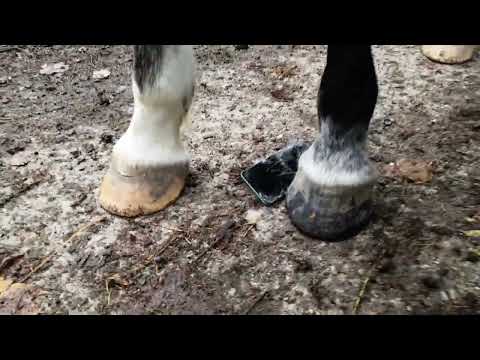 Realme C11 vs HORSE crush test