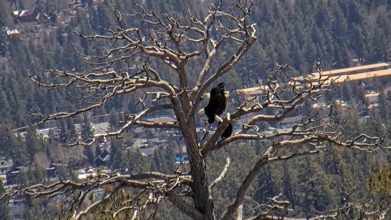 April 15 with Jackie and Shadow FOBBV CAMBig Bear Bald Eagle Live Nest ...