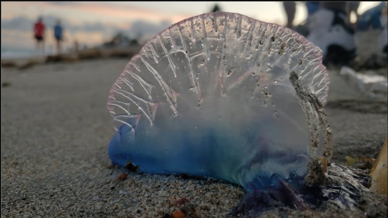 Thousands of blue jellyfish on the beach 🏖🌊 - YouTube