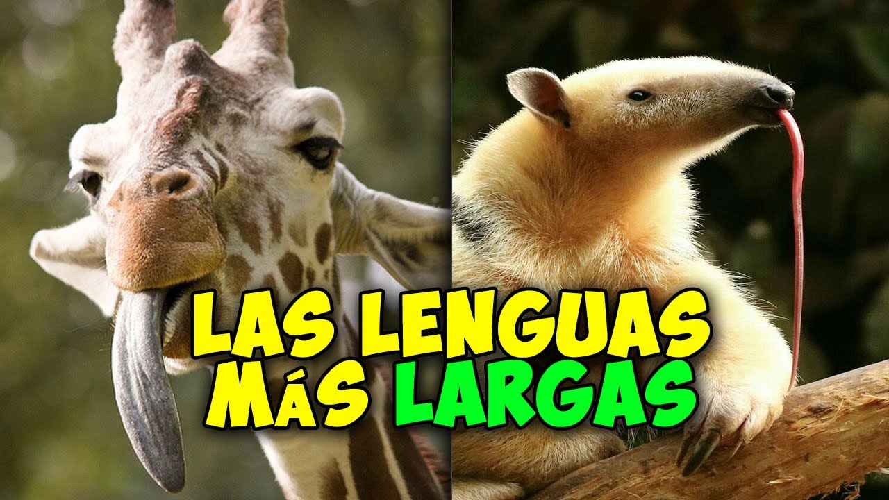 LAS 8 LENGUAS MÁS LARGAS DEL REINO ANIMAL! - YouTube