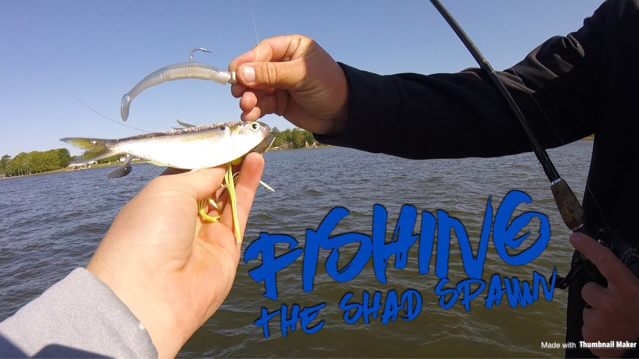 Fishing the Shad Spawn on Lake Guntersville - YouTube