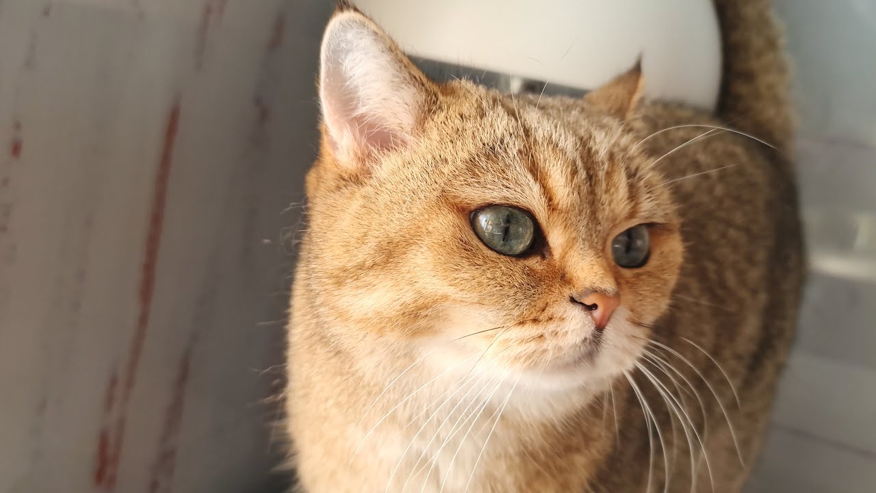 Basya the Cat Cuteness Overload! - YouTube
