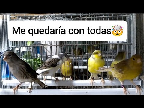 Hembras para enviar y recorte de cloaca... - YouTube