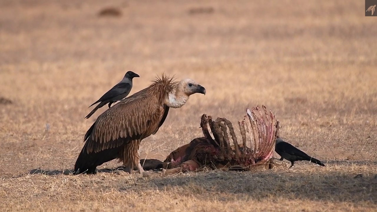Crows vs Griffon Vulture - YouTube