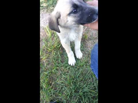 #Sabah #sabah çok #güzel iki #köpekyavrusu çok #komik.