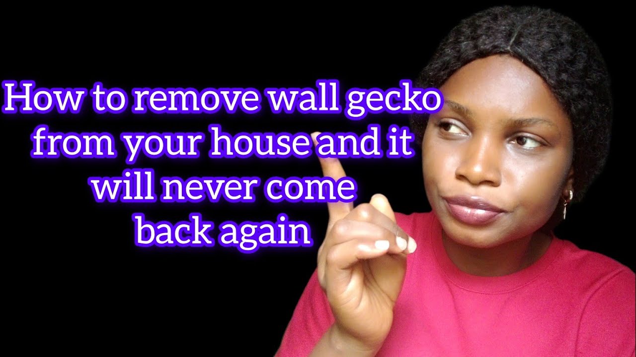 How to remove wall gecko from your house. - YouTube