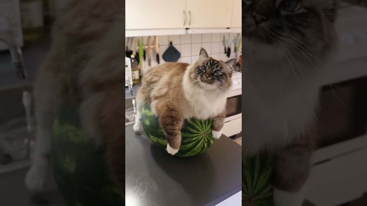 El gato y la sandia - YouTube
