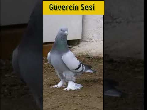 Güvercin Sesi