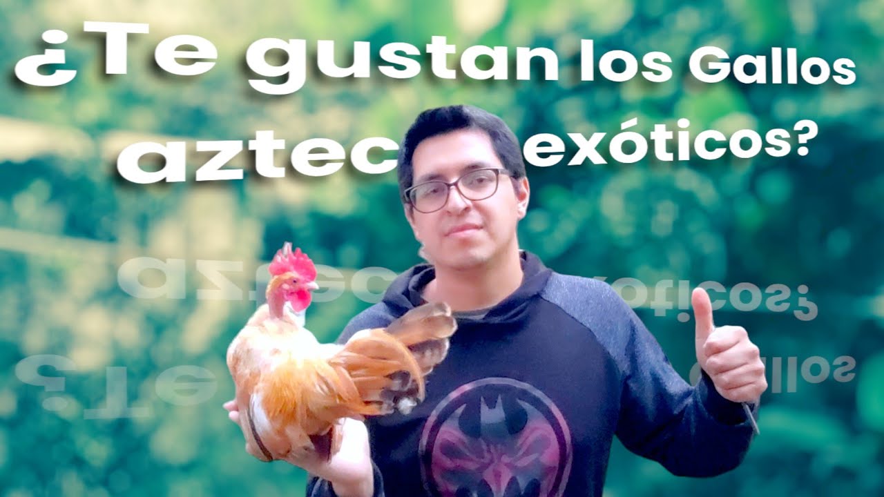 ¿Por Qué Todos Hablan de los Kikirikis? Descubre el Mundo de los Gallos ...