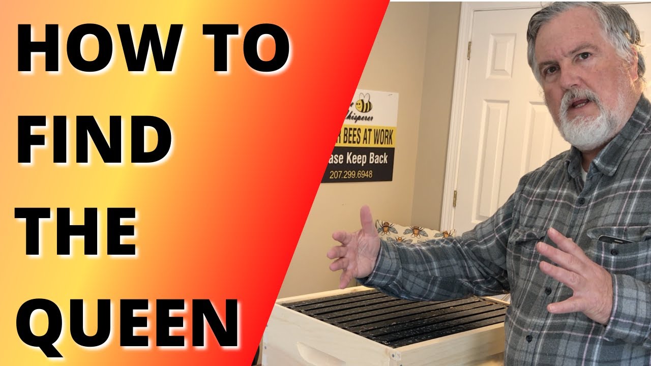 How to find the queen. - YouTube