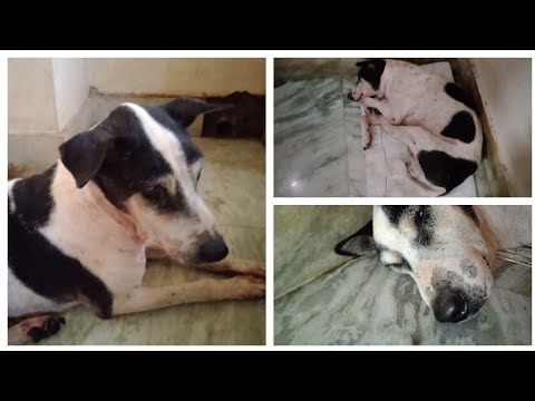 Rescue and treatment of kalu Indian street dog in detail - YouTube