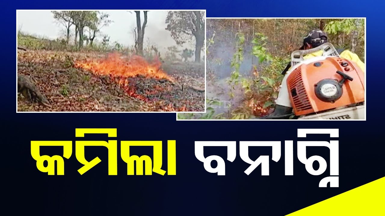‘8000 forest fire points detected in Odisha till April 7; around 99.5 ...