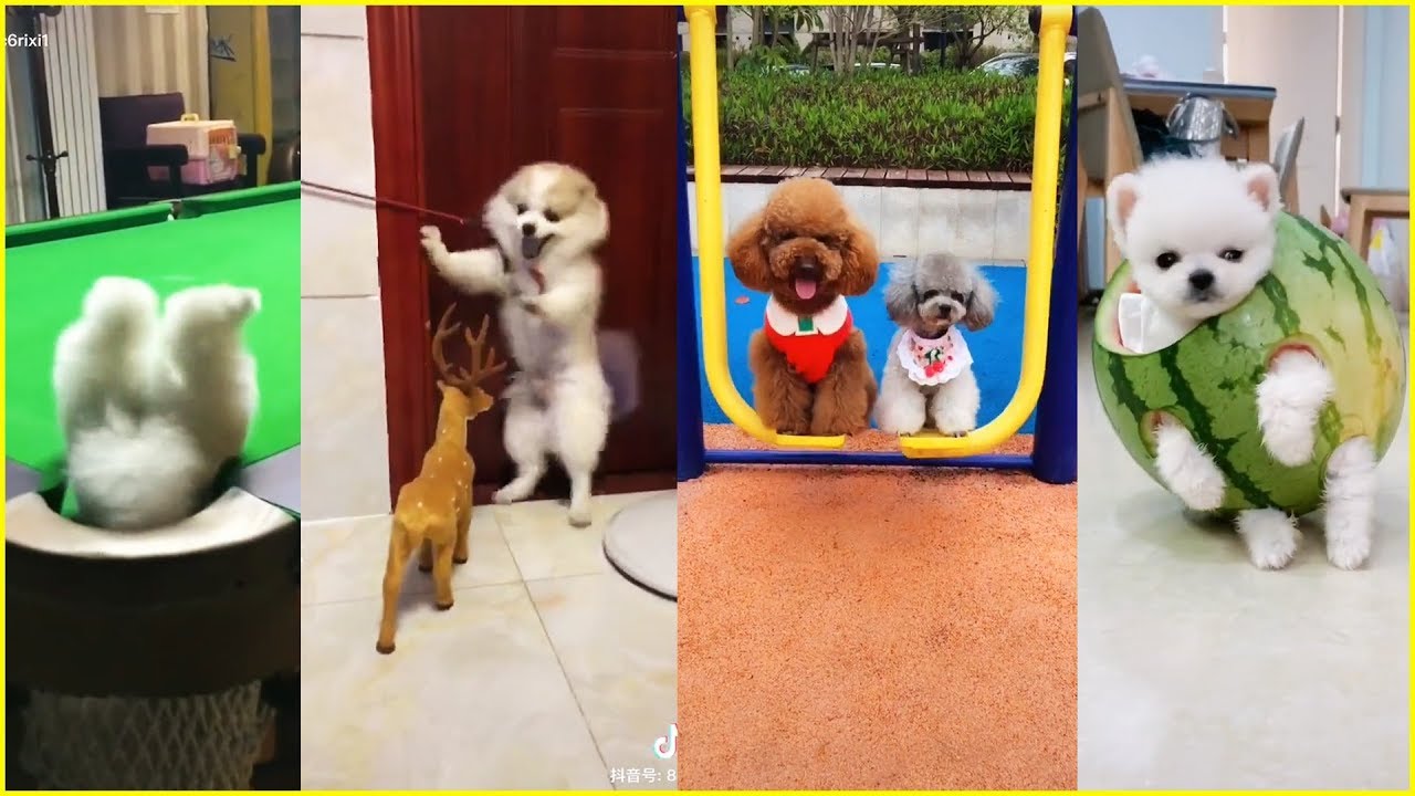 Tik Tok Dog Funny Adorable Puppy | Vertical Video - YouTube