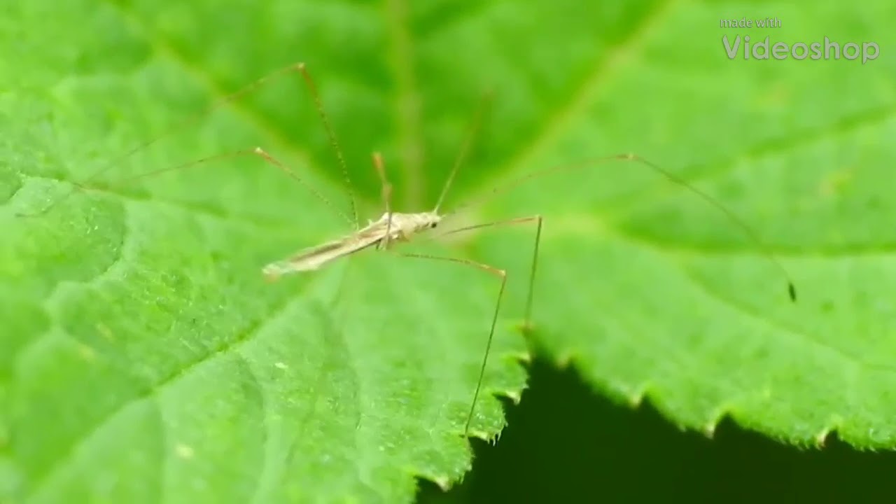 昆蟲-嬌背蹺椿象 Metacanthus pulchellus - YouTube