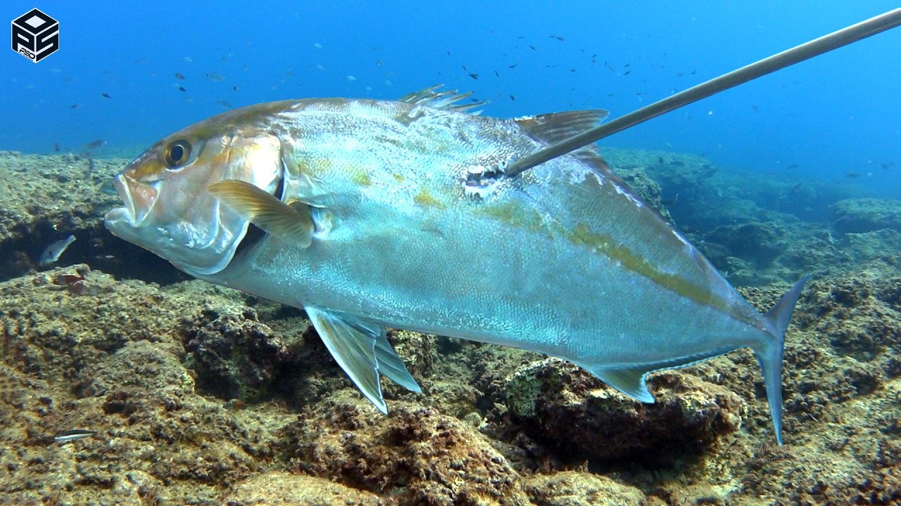 PESCASUB Sardegna Polpi e Pesci Pesca Subacquea - CHASING GLADIUS MINI ...