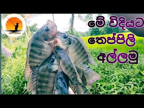 Big Thilapia Fish Catching 🇱🇰 | Fishing | බිලී පිත්තෙන් අල්ලපු තෙප්පිලි ...