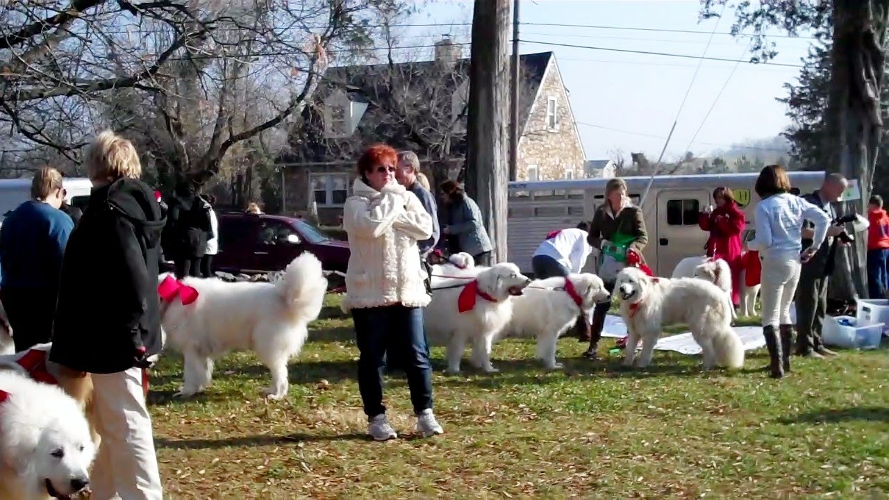 How to Train a Great Pyrenees Dog - Dog Obedience Training - YouTube