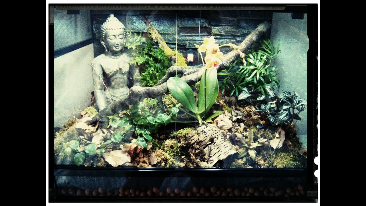 Setting up a vivarium for a Pygmy Chameleon - YouTube