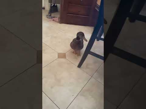 Low quality duck video - YouTube