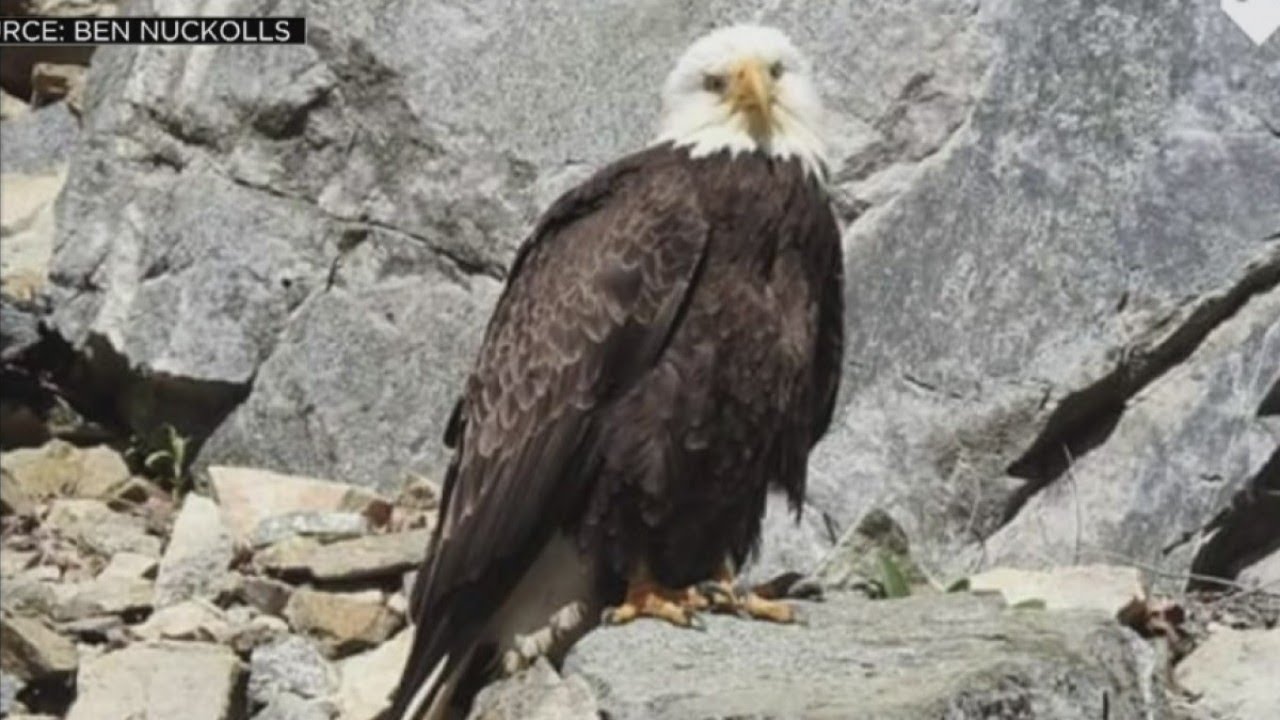Bald Eagle Rescue - YouTube