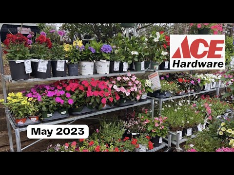 Roses, PW Hydrangeas and hostas!/ Ace Hardware Garden Center Inventory ...