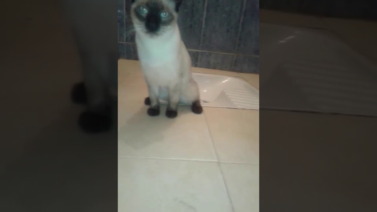 Chat siamo 2017 - YouTube