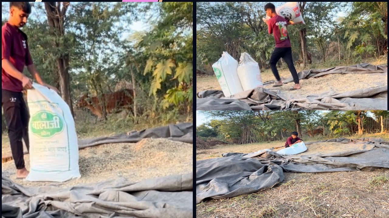 गायों के लिये घास 🍀 #viralvideo #viralsong #viralvlogs #firming # ...