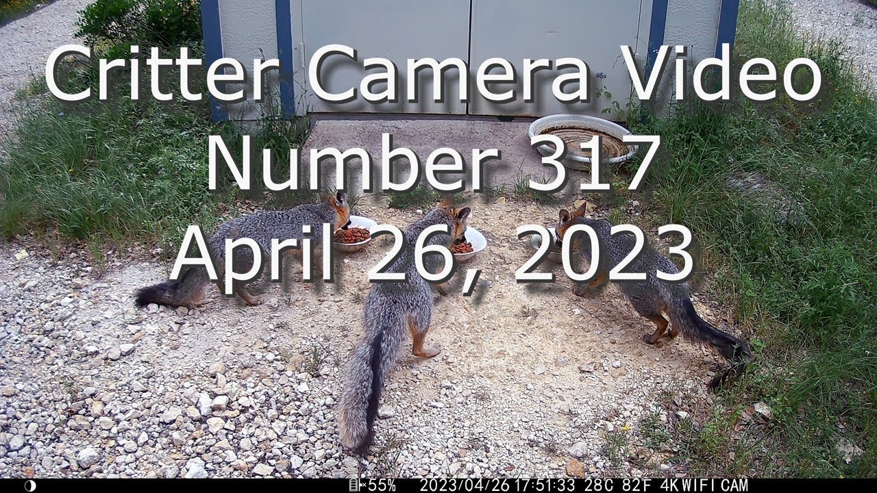 Critter Cam Video 317 April 2, 2023 in 4K #CritterCamera #TrailCamera ...