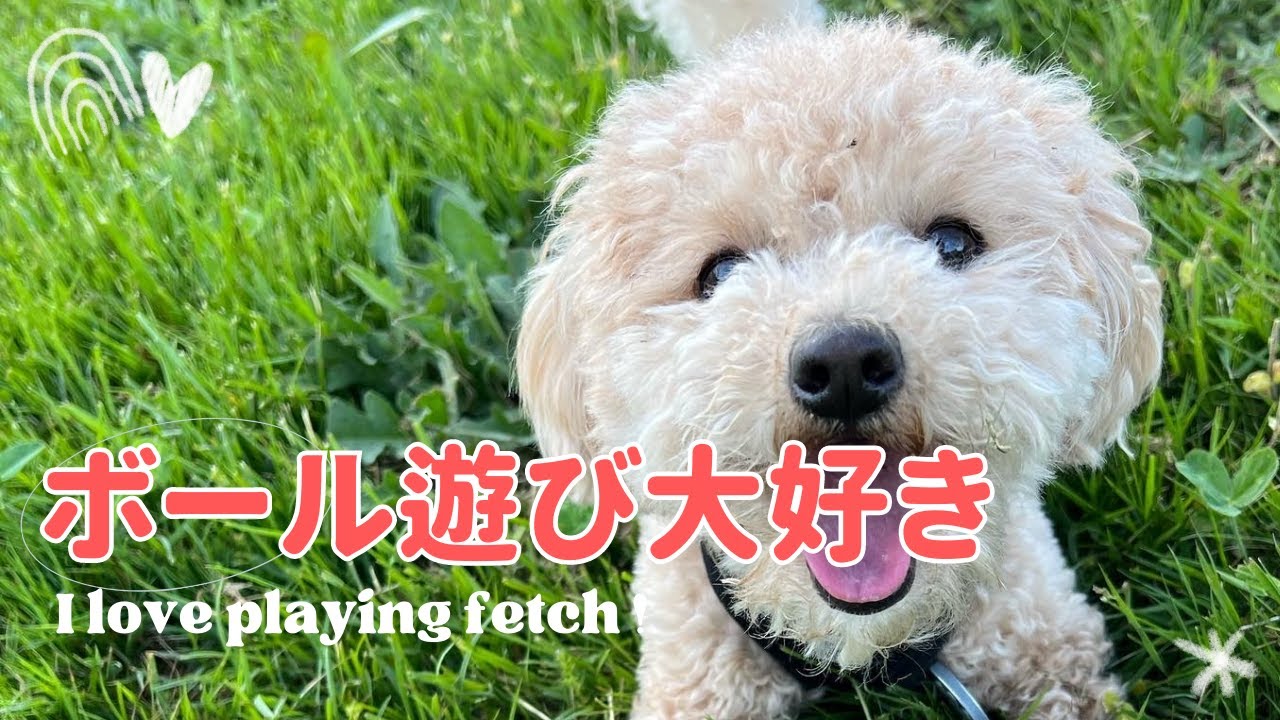 ボール遊び大好き / I love playing fetch! - YouTube