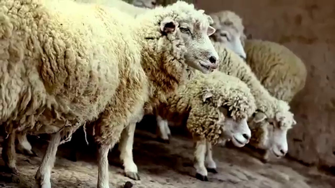 AgroTV - 124: Desarrollo a través de la Crianza de Ovinos en Piura ...