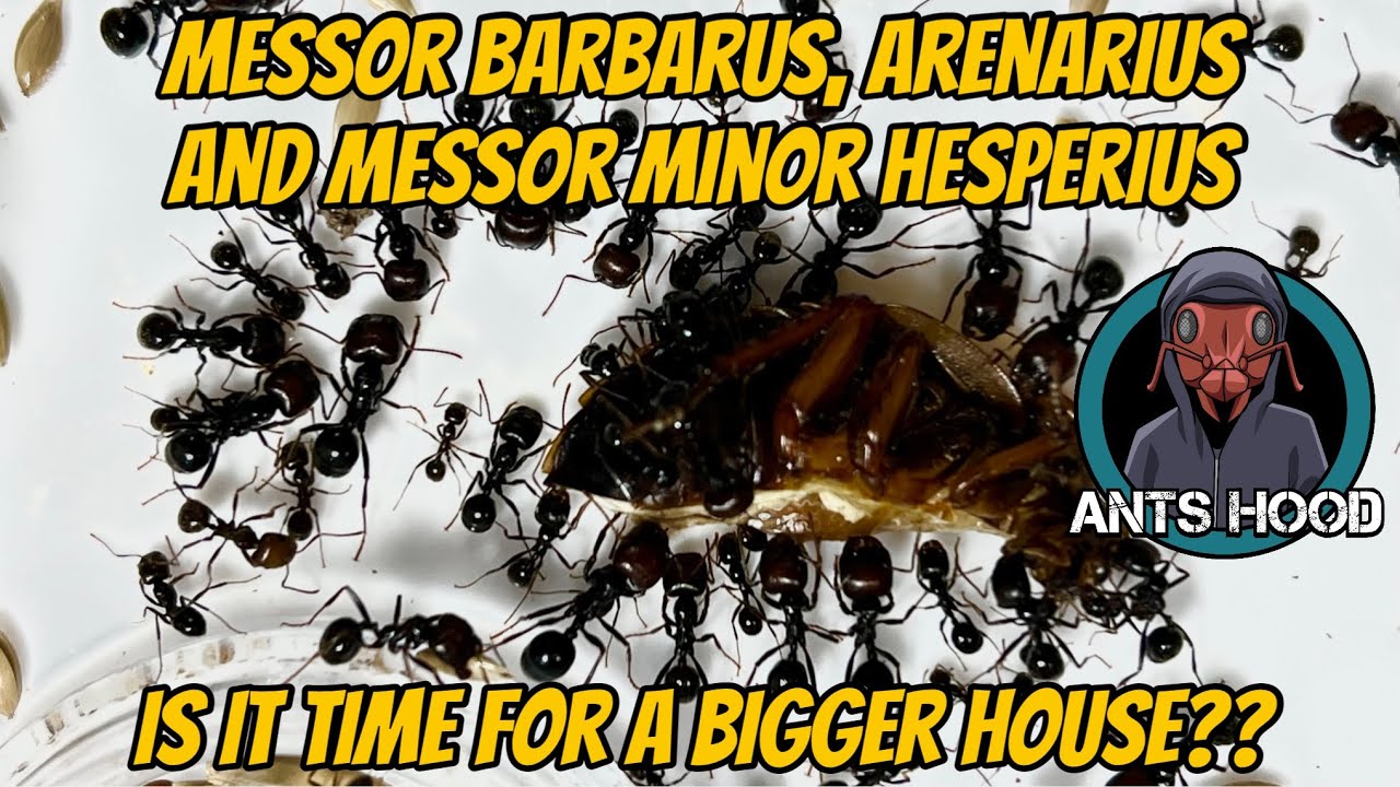 Messor Barbarus, Arenarius and Messor Minor Hesperius, It’s Time For A ...