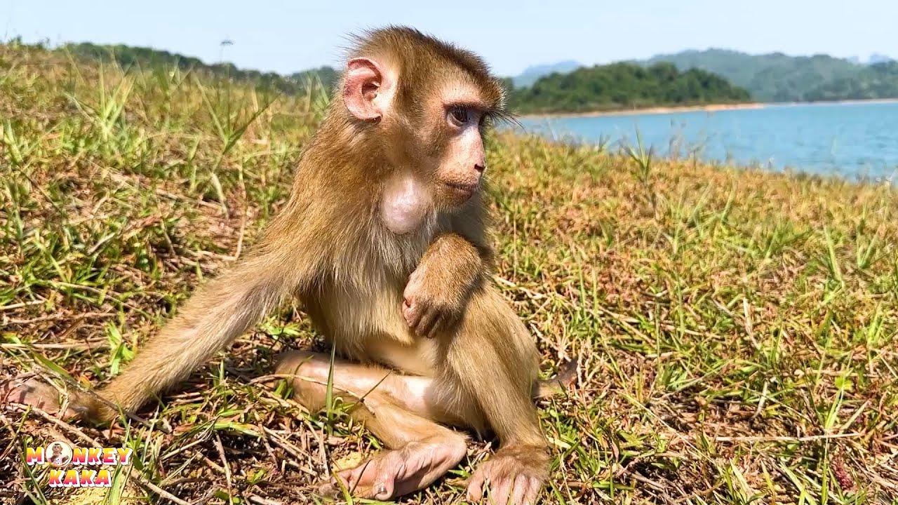 Top videos of Monkey Kaka that will make you cry - YouTube